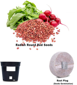 CYBEXIS Radish Round Red Seeds Combo with Potter & Rootplug Seed Price ...