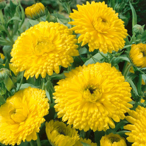 Lippy Yellow Calendula Flower Seed Price in India - Buy Lippy Yellow ...