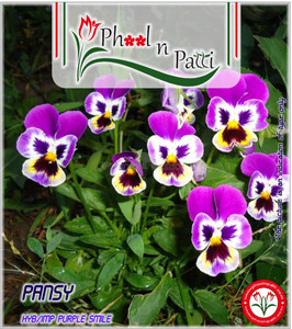 Phool n Patti PANSY PURPLE SMILE [Home Garden Seeds Eco Pack] [AVG 30 ...