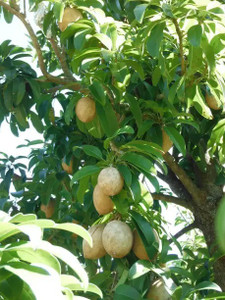 MAA Chikoo, Sapota, Chiku Seed Price in India - Buy MAA Chikoo, Sapota ...