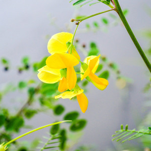 DeodarSeeds Prickly Sesbania Seeds, Dhaincha (Danch) Seeds, Sesbania ...