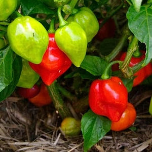 SREE bumbai chilli seed, red chilli, Total Quantity 150+ Seed Price in ...