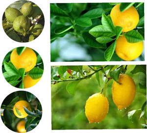seedx Imported Hybrid Lemon, Citrus limon Seeds, neemboo Seed Price in ...