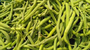 VibeX ® VMR-133 Long Melon/Kakri Seeds Seed Price in India - Buy VibeX ...