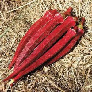 Chalisa Agencies Lady Finger Red, Okra, Bhindi Seed Price in India ...