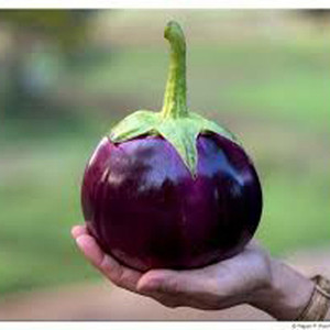SeeGreen MuktaKeshi Brinjal seeds,Begun 100% original Organic, F1 ...