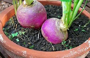 KANAYA Shalgam Hybrid Vegetable Seeds For Home Gardening Seed Price in ...