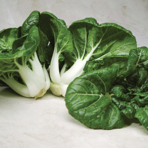 Atlus TOY CHOY (HYBRID)/PAK CHOI Seed Price in India - Buy Atlus TOY ...