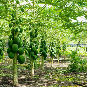 SREE Papaya seeds,pepe,papita seeds,100% pure orginal seeds Seed Price ...