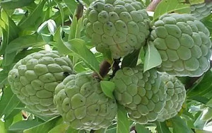 Aro Custard Apple, sitafal, sitaphal Seed Price in India - Buy Aro ...