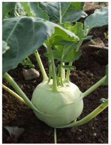 KANAYA Knol Khol (kohlrabi) F1 hybrid Seed Price in India - Buy KANAYA ...