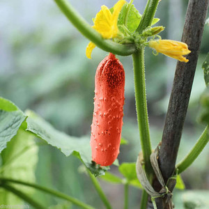 CYBEXIS Fast Germination Red Cucumber Seeds Cucumis Sativus-250 Seeds ...
