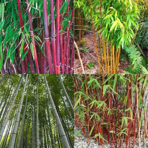ibains Red bamboo plant seeds bij 250 Seed Price in India - Buy ibains ...
