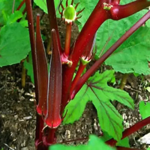 EcoFusion red lady finger seeds Seed Price in India - Buy EcoFusion red ...