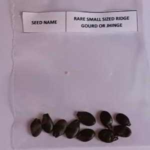 seedkart Desi Rare Small Ridge Gourd or Turai or Jhinga Plant, Bengal ...
