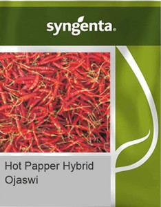 TRICONE Hybrid Hot Papper Ojaswi Red Pusa Chilli Syngenta 1000 Seeds ...
