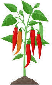 greenfarm XZSI- Organic Chilli seeds / Mirchi Seeds , 300 X Seeds per ...
