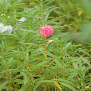 naturehils Balsam Seeds, Dopati Seeds, Organic Flower Seeds For ...