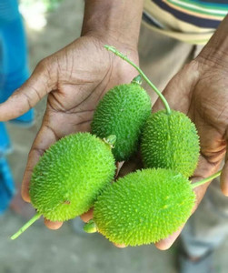 GREENSEA Spiny Gourd, Kantola, Kakrol Organic Vegetable Seed Price in ...