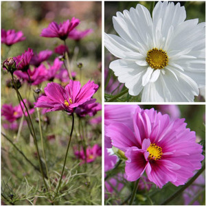 CYBEXIS Fizzy Mixed' Seeds. Fizzy Cosmos Seed Price in India - Buy ...