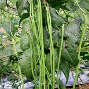 PMA Cowpea Seeds, CW24 Pure Organic Hybird, Black-eye Pea ,Borboti ...