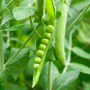 Arshiayat (मटर के बीज) (Matar) Peas Seed Price in India - Buy Arshiayat ...