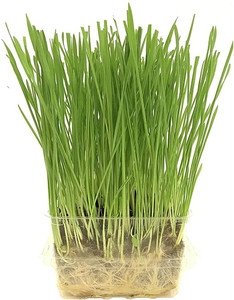 VibeX ® RXI-121 Premium Hard Red Winter Wheat Seed Price in India - Buy ...