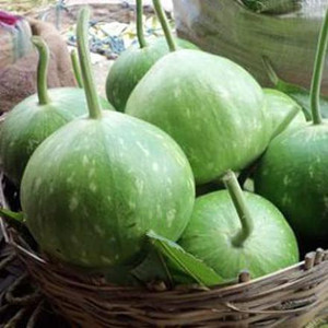 KANAYA Round Lauki Seed Price in India - Buy KANAYA Round Lauki Seed ...