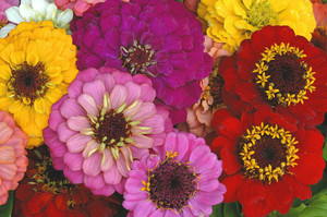 UGRA GIANT CALIFORNIA ZINNIA MIX Seed Price in India - Buy UGRA GIANT ...
