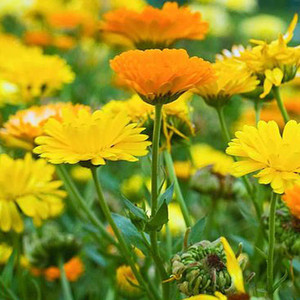 KANAYA Yellow Organic Calendula Flower Seed Price in India - Buy KANAYA ...