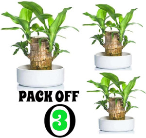 truecart care Original Brazilian Lucky Wood Live Stick Plant Seed Price ...