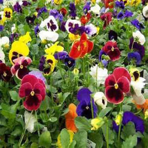 KNUZ Pansy mixed Flower Seed Price in India - Buy KNUZ Pansy mixed ...