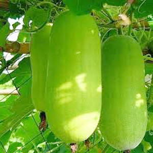 SREE Chal kumro Seed Price in India - Buy SREE Chal kumro Seed online ...