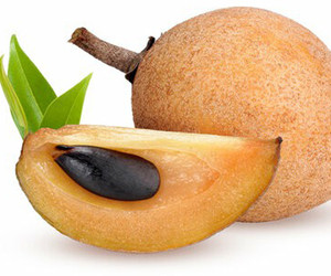 PMA Chalisa Chikoo, Sapota, Sapodilla, Naseberry Seed, Sobeda Hybird ...