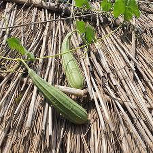 greenfarm Turai seed , tori , ridged gourd seed Seed Price in India ...