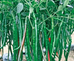 Mirch 10g, F1 hybrid chilli seeds highest yield Verity dark green fruit ...