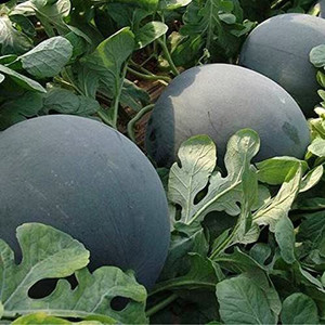 KANAYA Tarbuj Hybrid Fruit Seed Price in India - Buy KANAYA Tarbuj ...