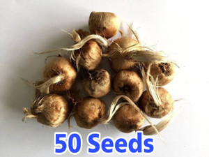 Merabajar Kaser Seeds, Saffron Seed, Kaser Bulb, Kaser ke beej, Saffron ...