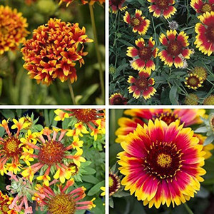 KANAYA Gaillardia Aristata Flower Seed Price in India - Buy KANAYA ...