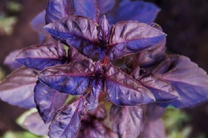 WILLVINE NBIR-24 Osmin Purple Basil Seeds Seed Price in India - Buy ...