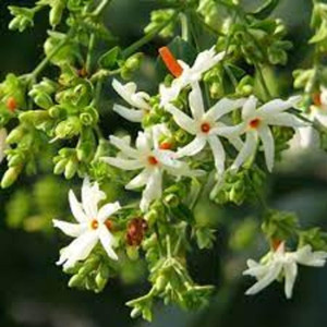 Aywal Jasmine Seeds-Siuli Flower Seed Price in India - Buy Aywal ...