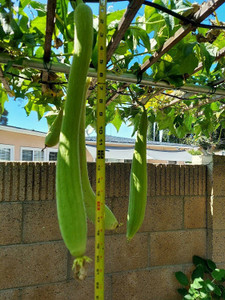 VibeX ® XLR-61 Smooth Sponge Gourd Seed Price in India - Buy VibeX ...