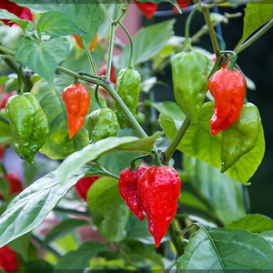 SREE Hybrid Chilli Seeds CW750 Mirchi seeds bombai mirchi 100% Organic ...