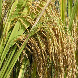 naturehils Basmati Paddy, Rice Seed for Farming & Agriculture, 1Kg Per ...