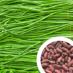 SRKR AGRO Long Beans Barbati Seed -Natural Seeds for Healthy & Fast ...