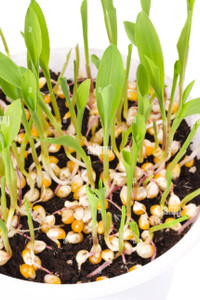 MSG Popcorn, Vutta Seed Price in India - Buy MSG Popcorn, Vutta Seed ...