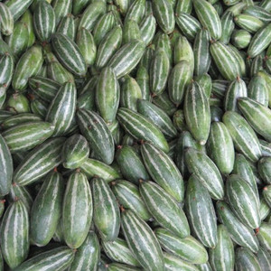 VibeX Hybrid Pointed gourd, Parwal Seeds[500 Gms, 2500 Seeds] Seed ...