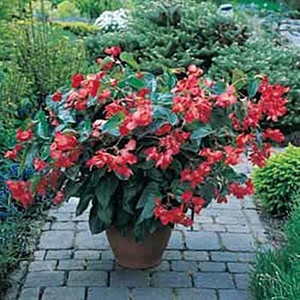 CYBEXIS Begonia Seed Fibrous Dragon Wing Red Seed Price in India - Buy ...