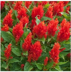 Aro Balsam Seed Price in India - Buy Aro Balsam Seed online at Flipkart.com