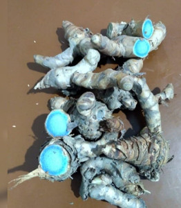 Seedbazaar Black Turmeric, Kali Haldi, Nalla Pasupu, Kari Manjal ...